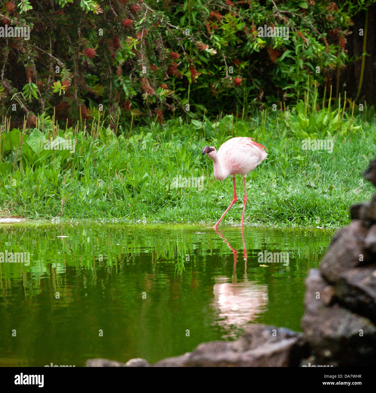 One pink flamingo in the nature Stock Photo - Alamy