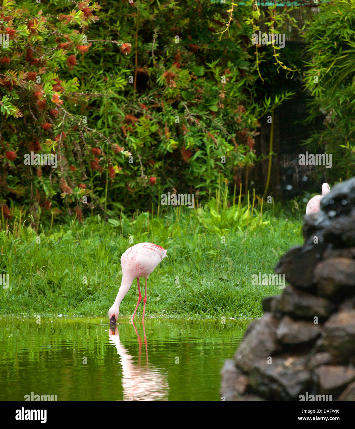 One pink flamingo in the nature Stock Photo - Alamy