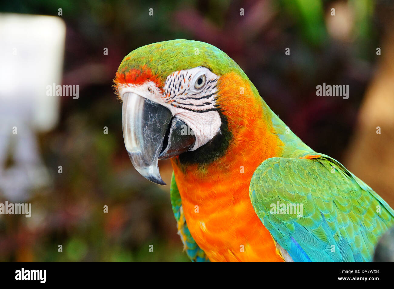 River parrot hi-res stock photography and images - Alamy