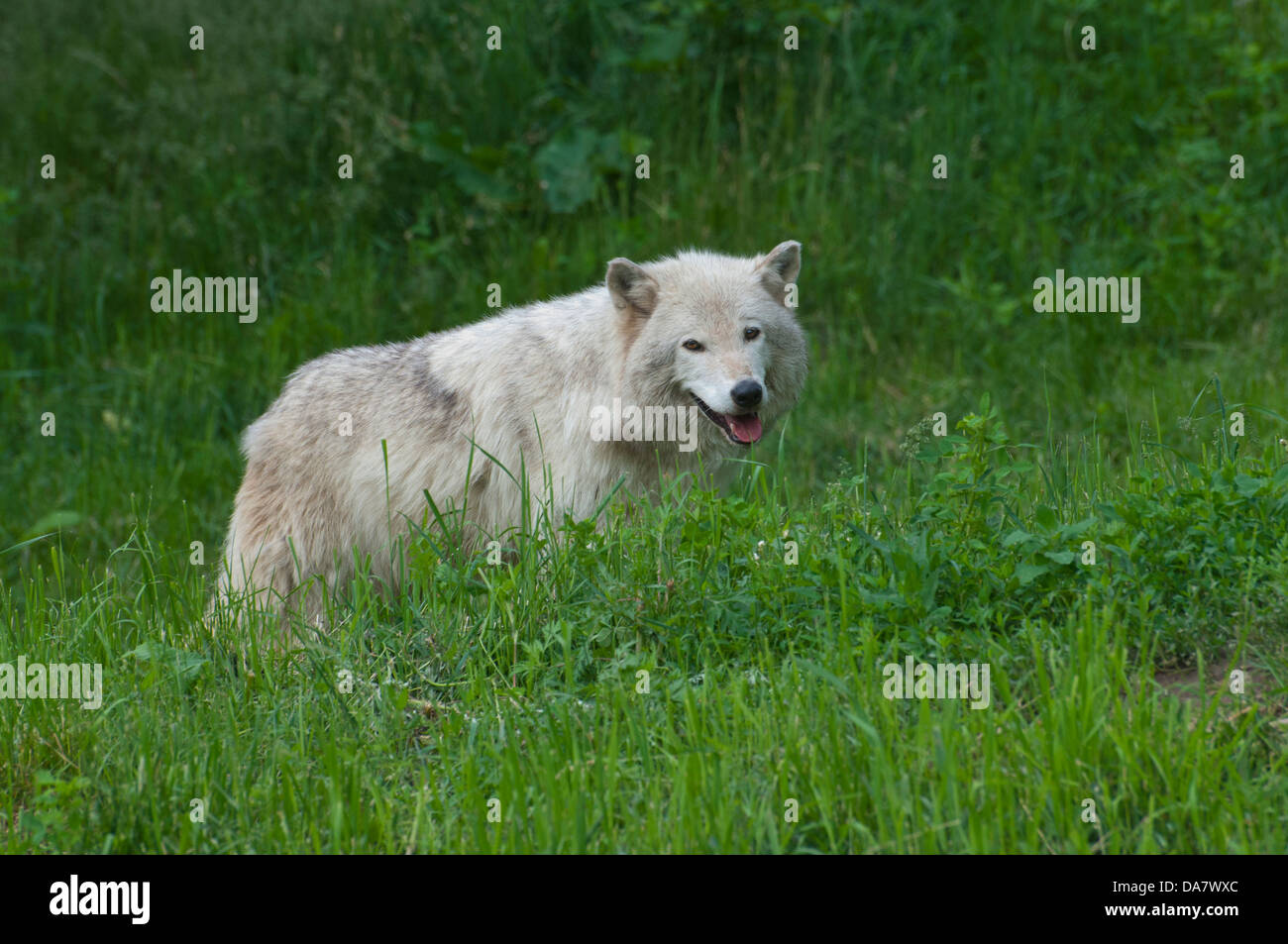 A view of a Timber Wolf Stock Photo - Alamy