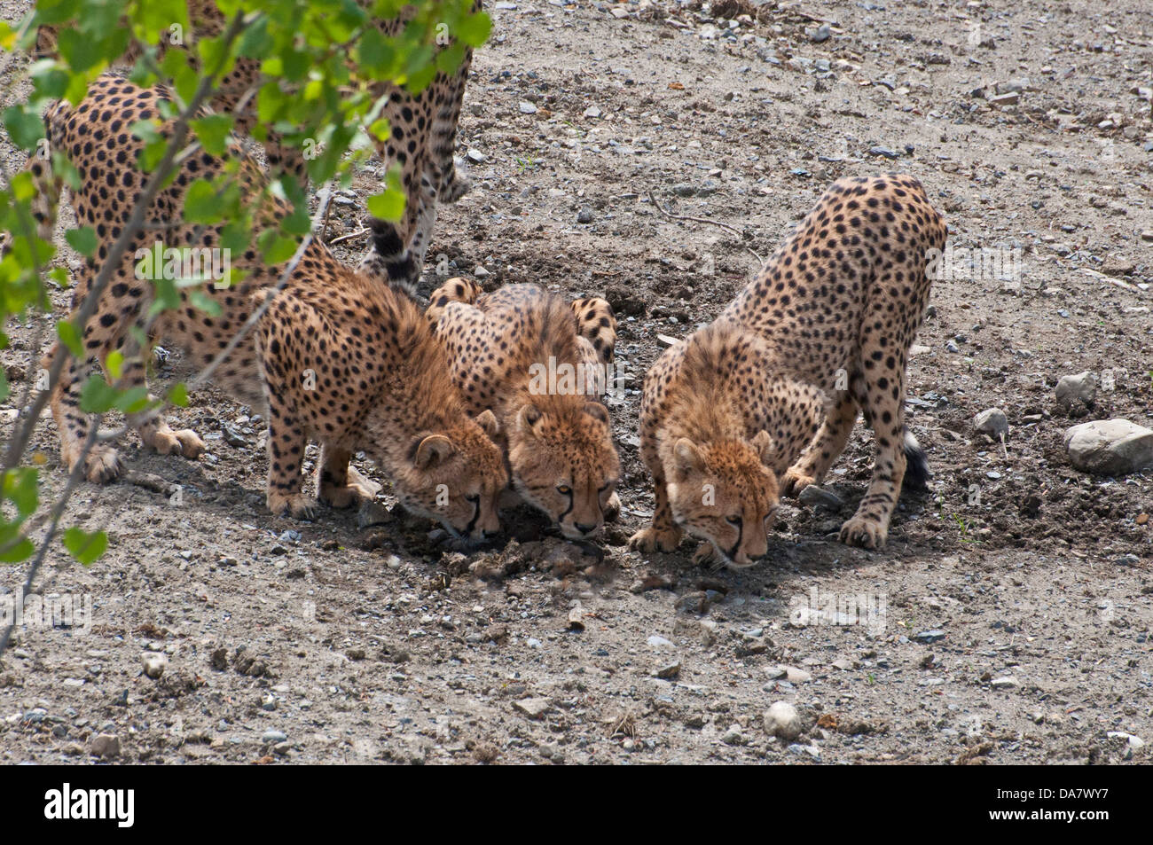 Cheetahs feeding hi-res stock photography and images - Alamy