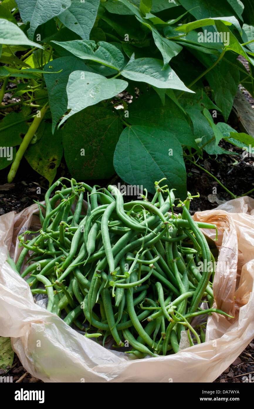Freshly picked green beans from a garden Stock Photo - Alamy
