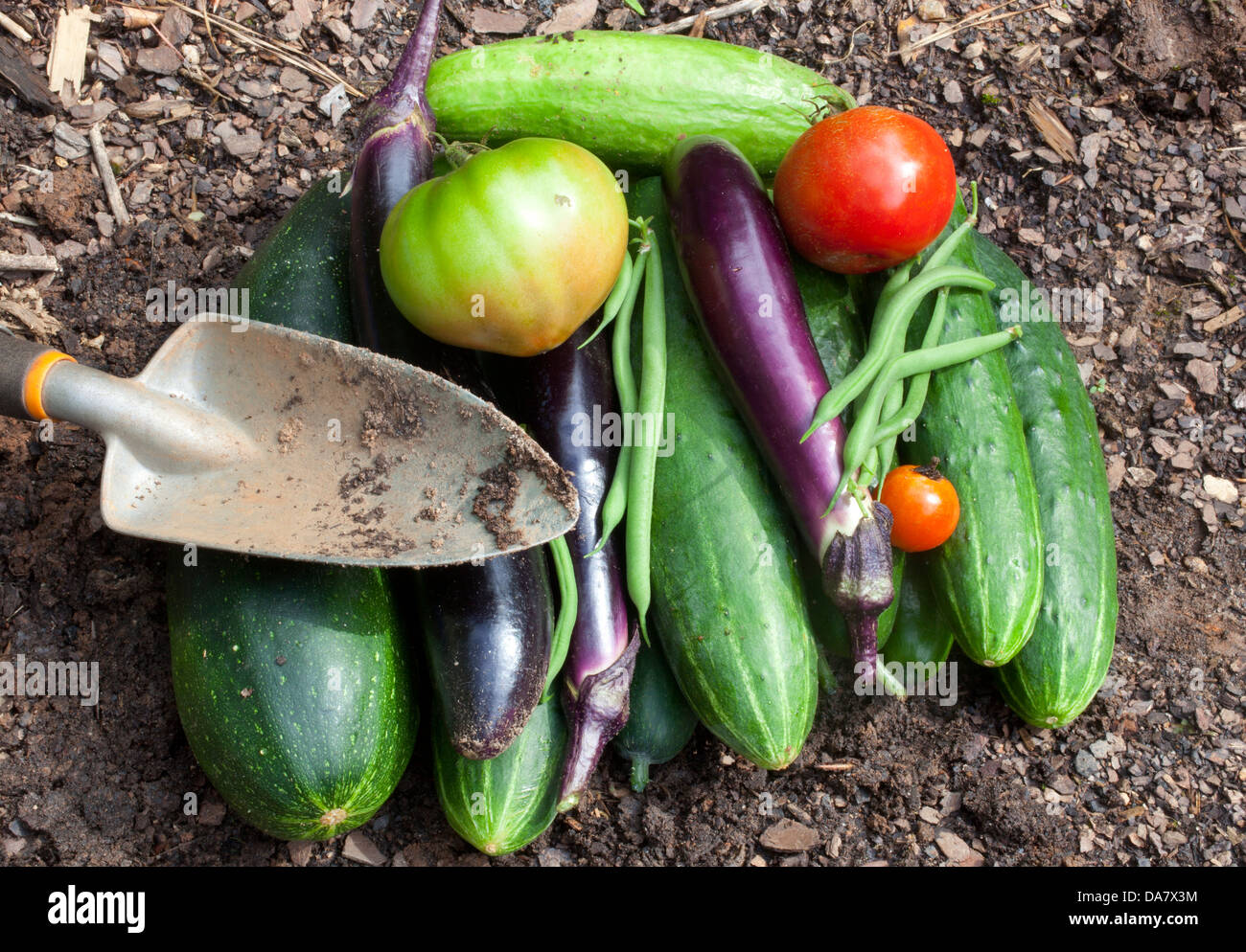 A bounty of freshly picked homegrown garden vegetables Stock Photo - Alamy