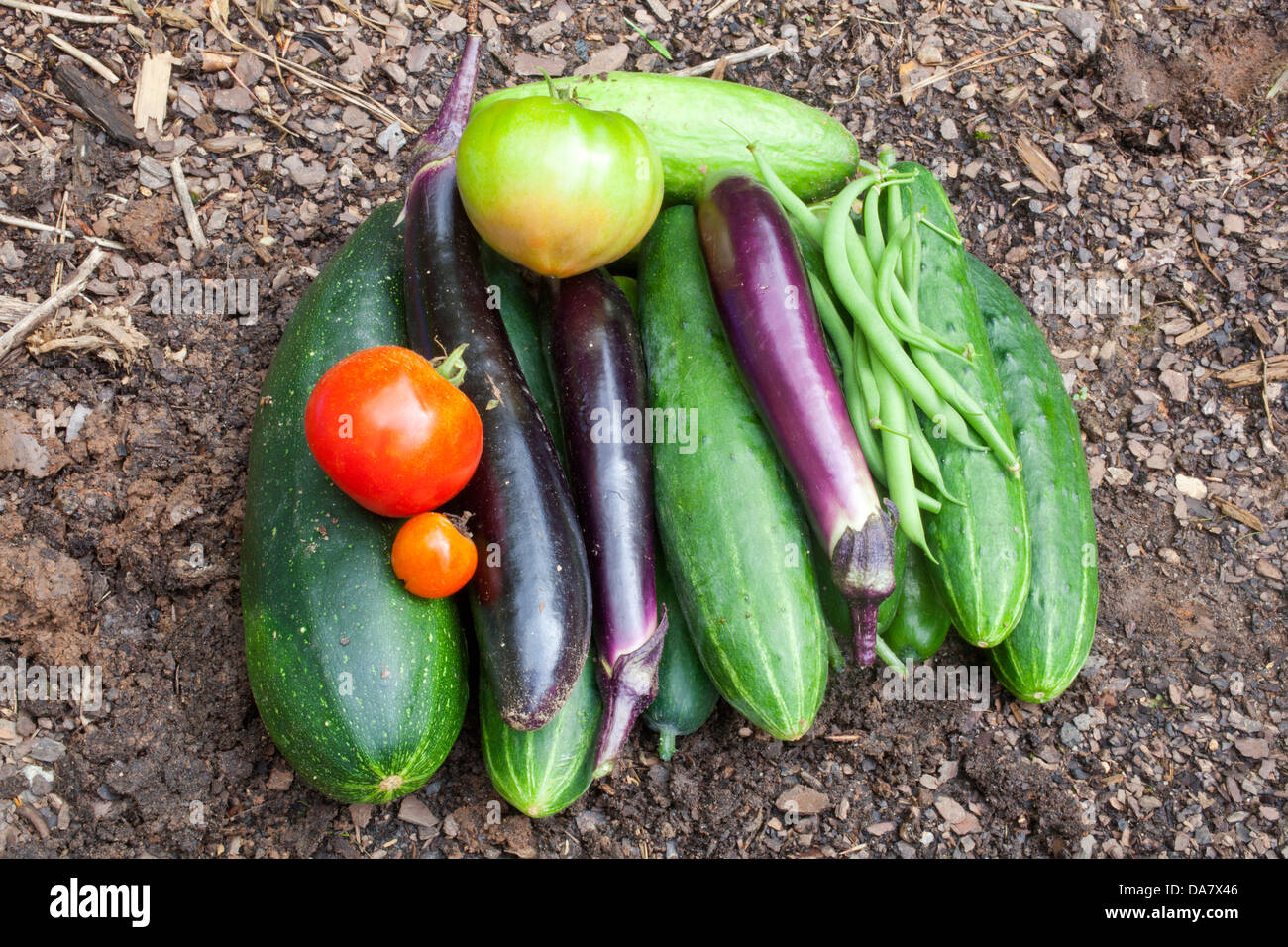 A bounty of freshly picked homegrown garden vegetables Stock Photo - Alamy