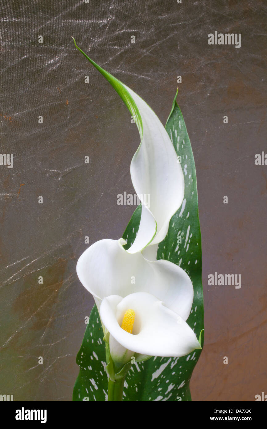 A Calla Lily in Bloom Stock Photo - Alamy