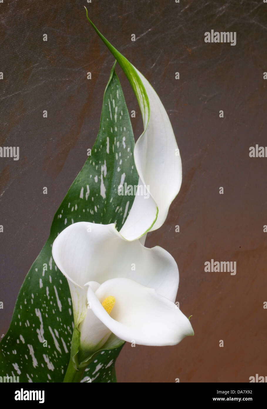 A Calla Lily in Bloom Stock Photo - Alamy