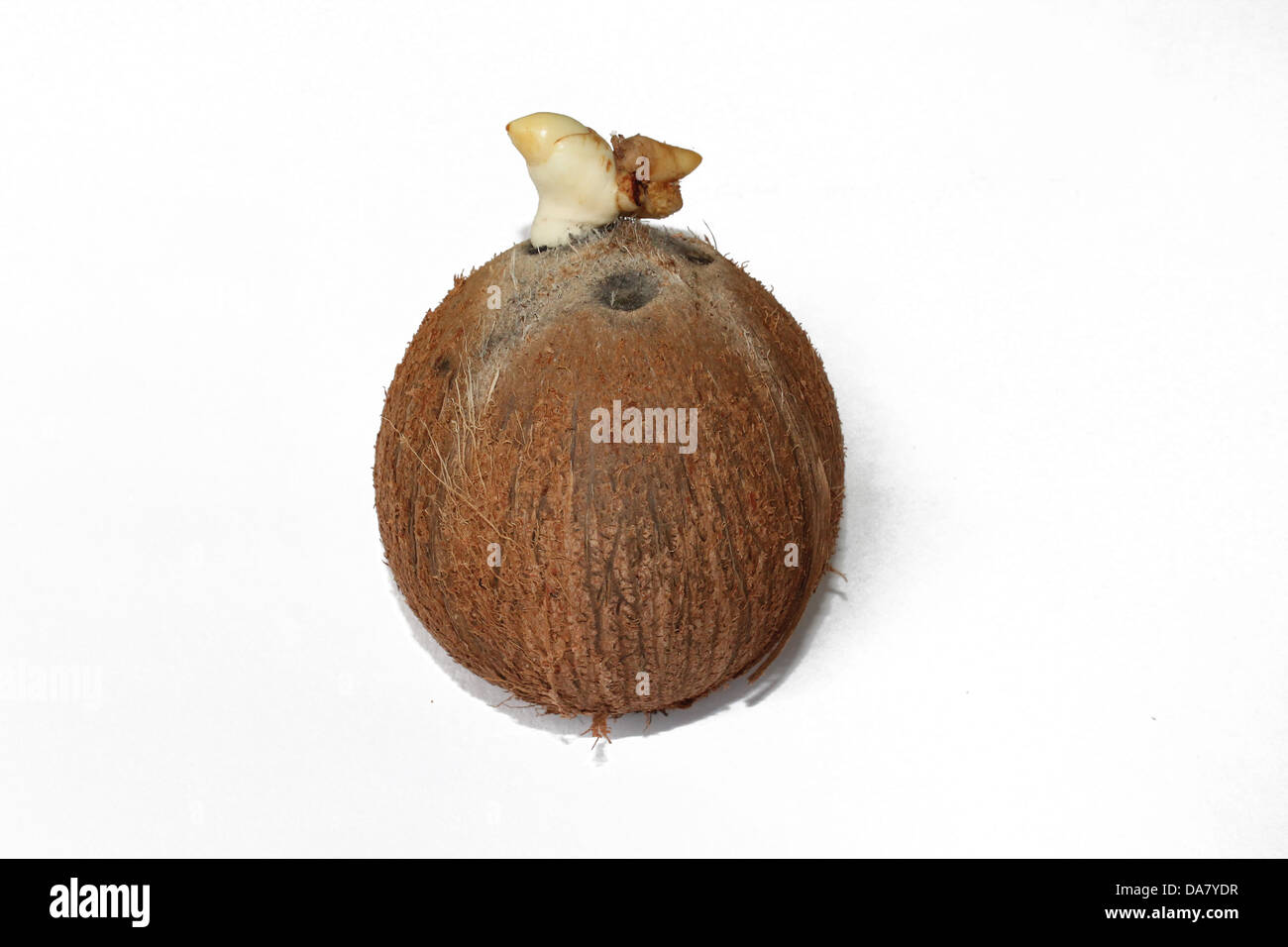 Growth of a coconut on a white background Stock Photo - Alamy