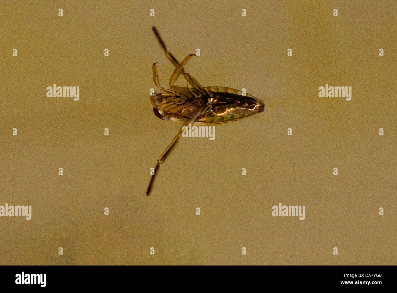 Common Backswimmer - Notonecta glouca, Family Notonectidae easily ...