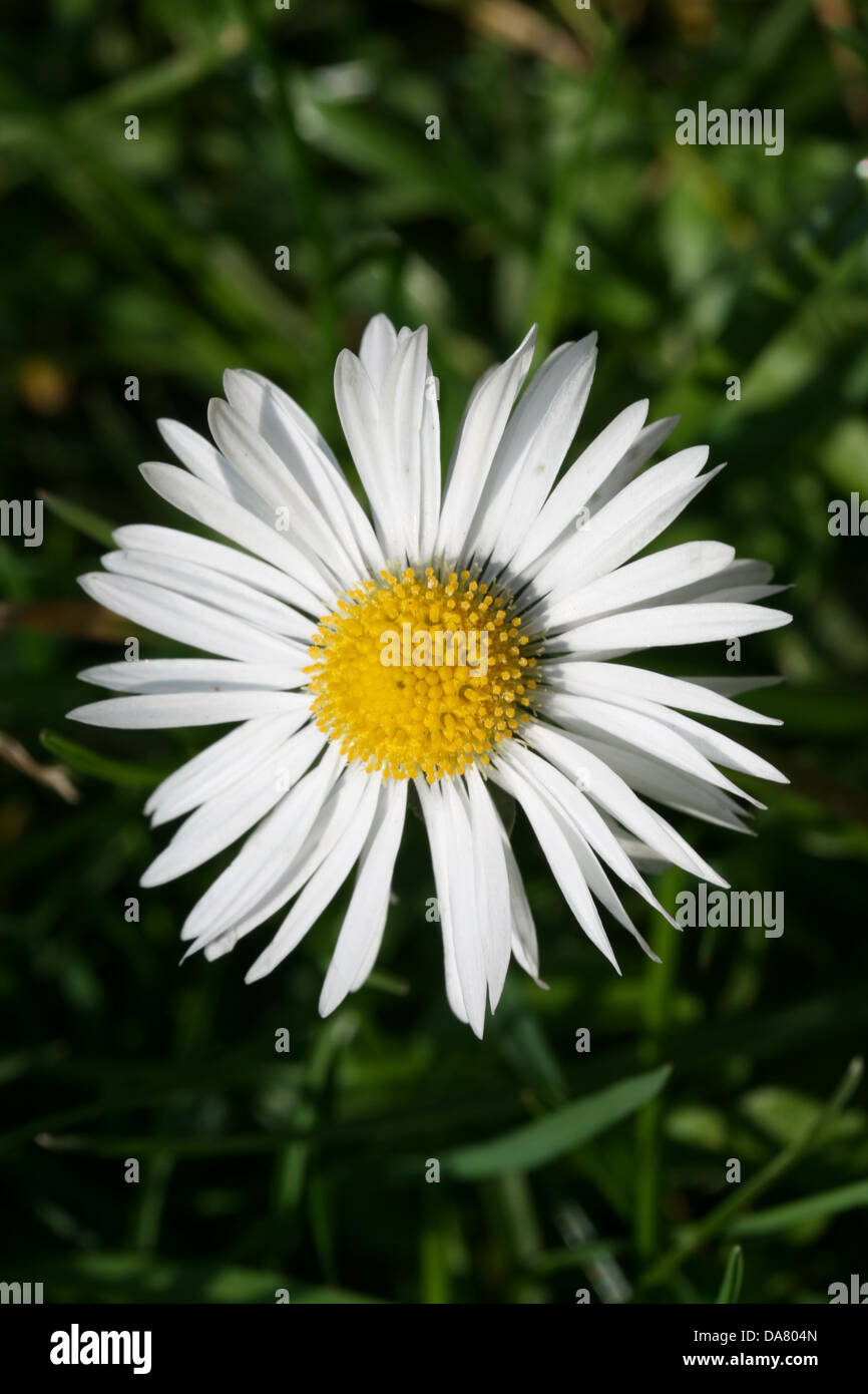 Closeup shot old white daisy flower Stock Photo - Alamy