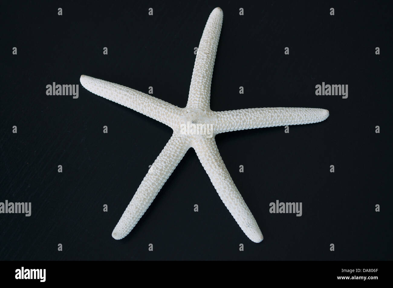 Prepared starfish on a black background Stock Photo - Alamy