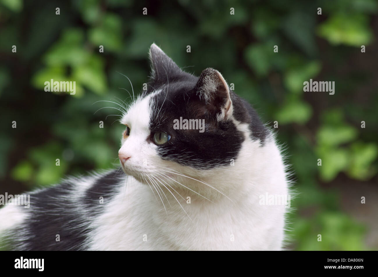 A cat looking for something Stock Photo - Alamy