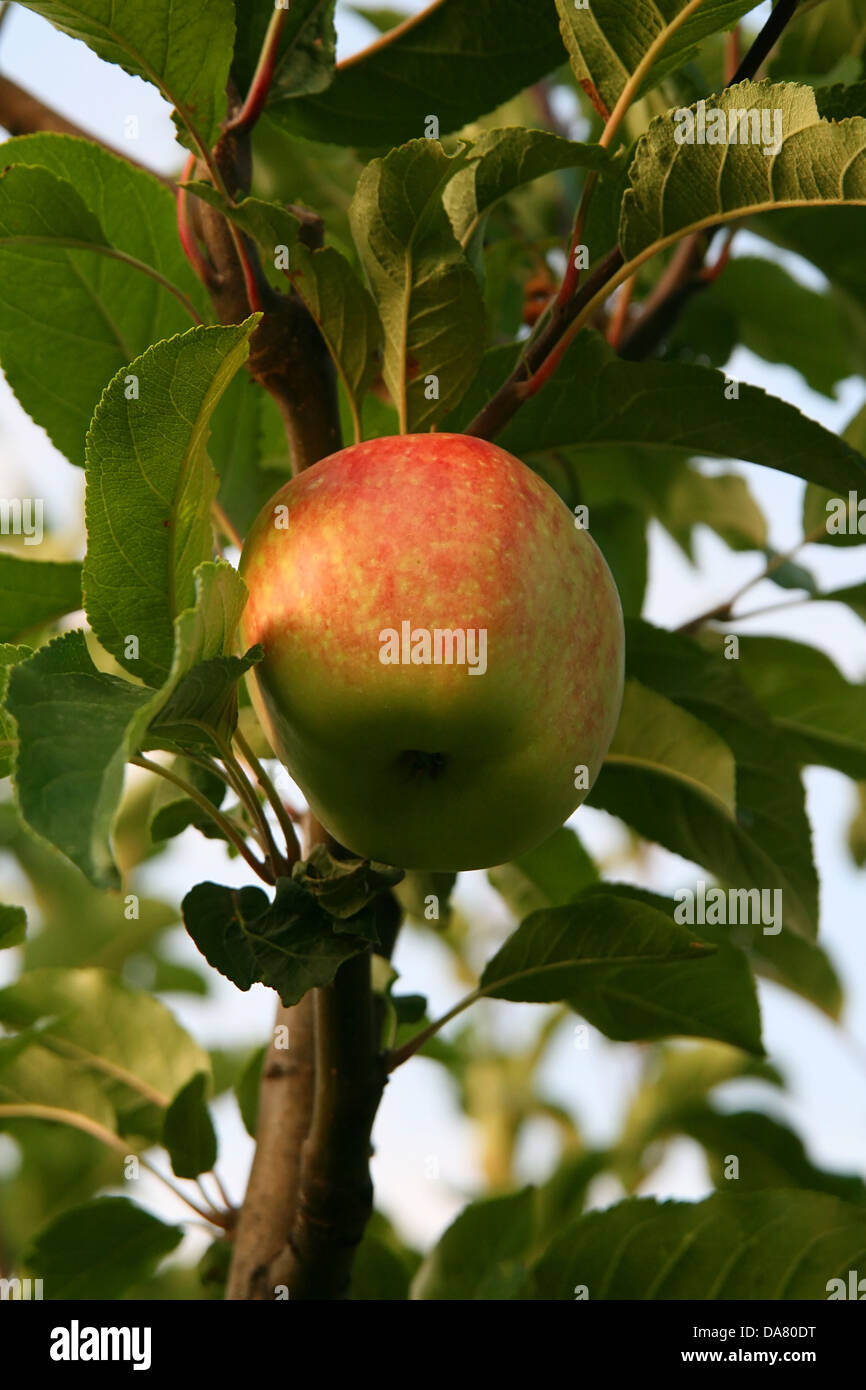 Closeup shot apple plant hi-res stock photography and images - Alamy