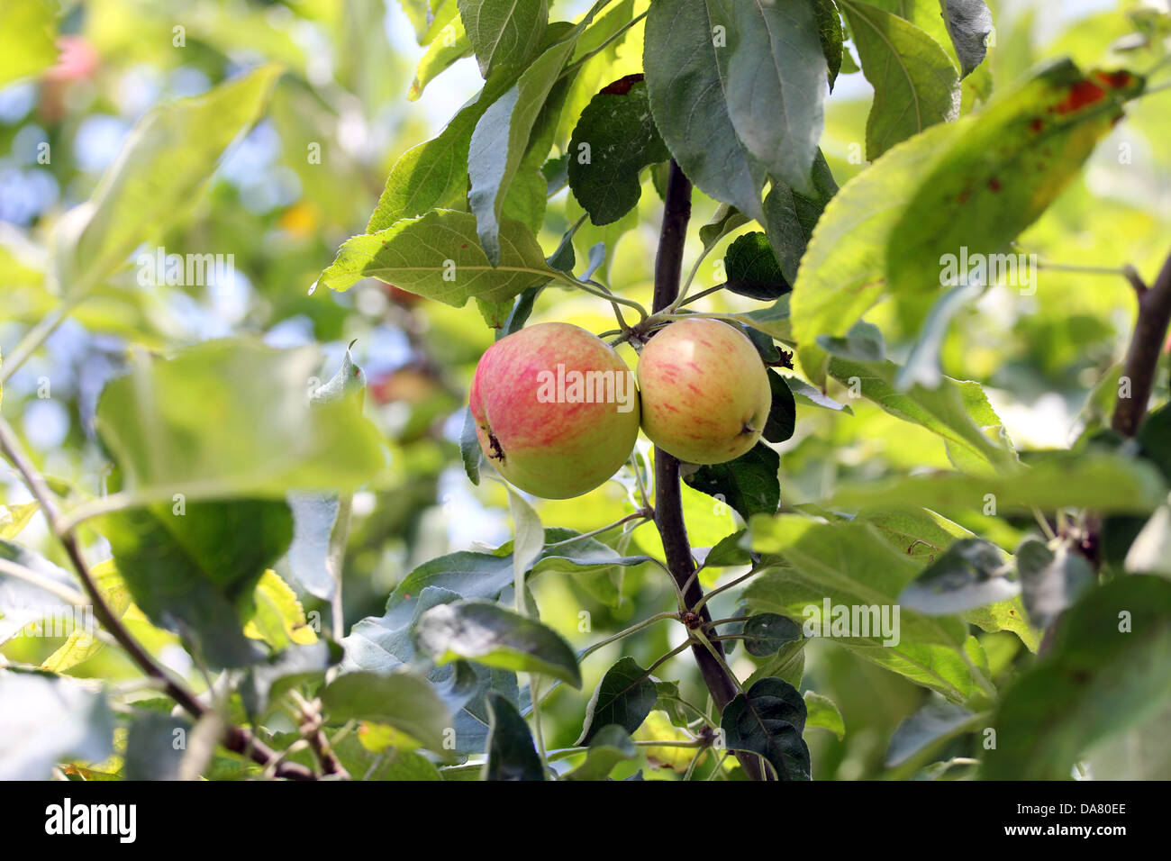 Closeup shot of a pair of apple, like nice nature background Stock ...