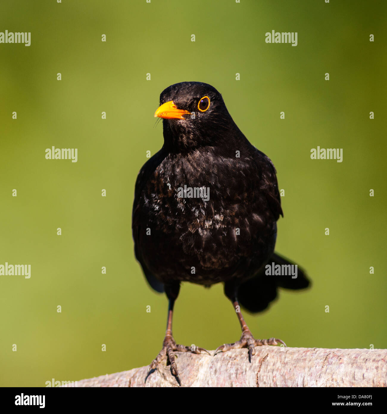 Male Blackbird Stock Photos & Male Blackbird Stock Images - Alamy