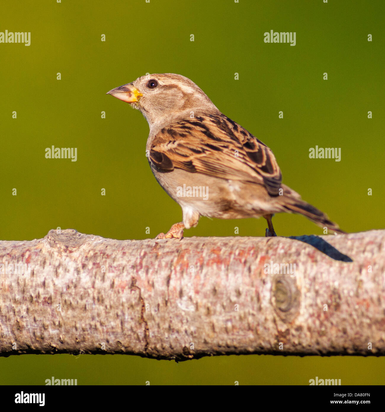 Female House Sparrow Uk High Resolution Stock Photography and Images ...