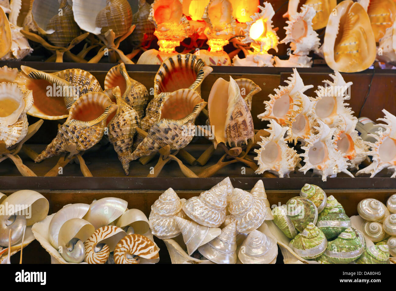 White conch shells hi-res stock photography and images - Alamy