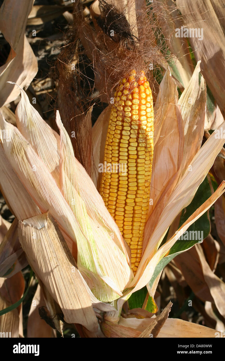 A shot of dry yellow corn still in husk on the stalk Stock Photo - Alamy