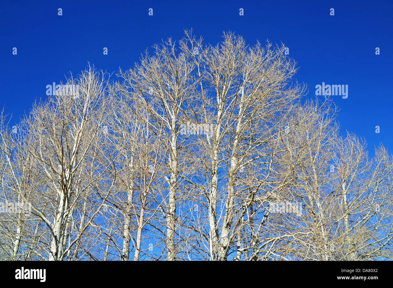 Trees in a blue sky Stock Photo - Alamy