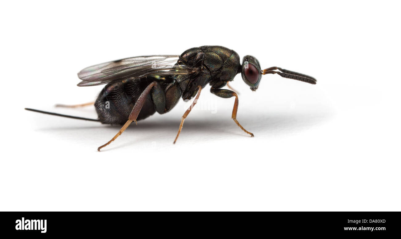 Parasitic Monodontomerus wasp - possibly Monodontomerus obscurus - on a ...
