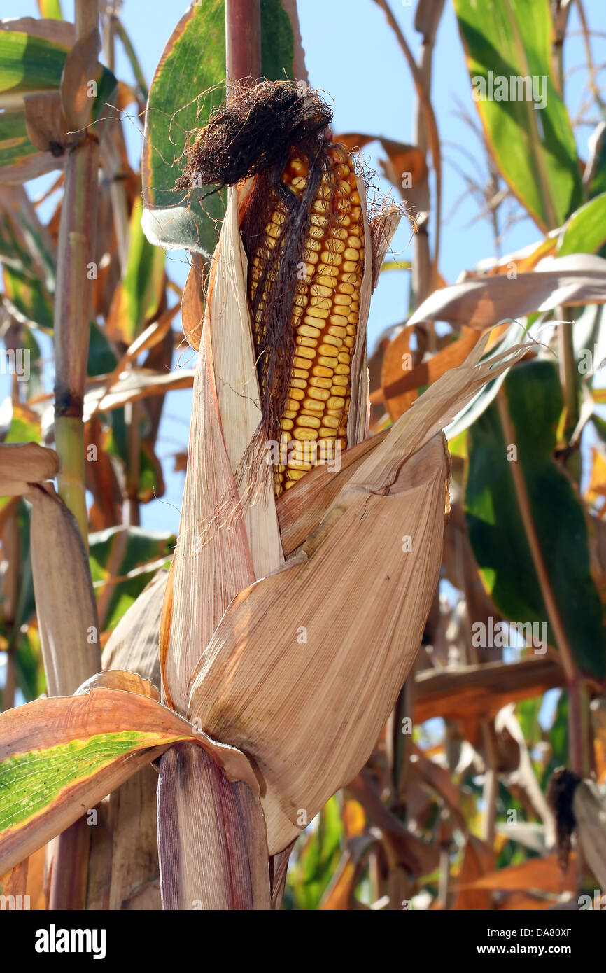 A shot of dry yellow corn still in husk on the stalk Stock Photo - Alamy