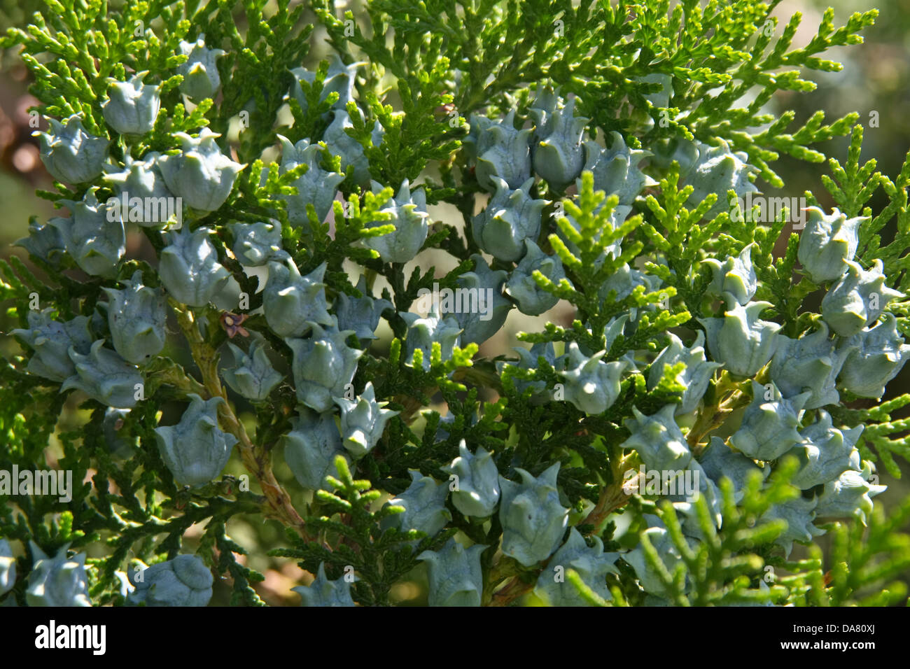 Single cypress tree hi-res stock photography and images - Alamy