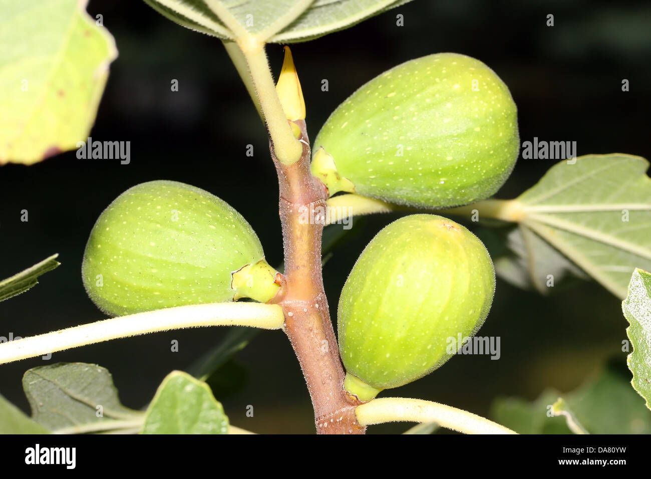 Figs tree hi-res stock photography and images - Alamy