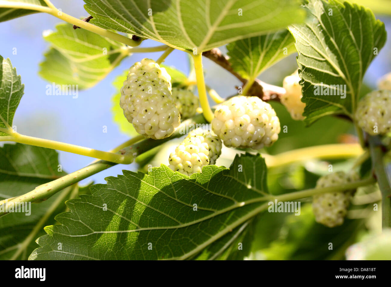 White mulberry tree hi-res stock photography and images - Alamy