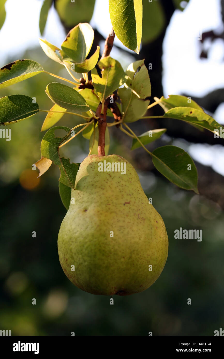 Photograph of a pear High Resolution Stock Photography and Images - Alamy