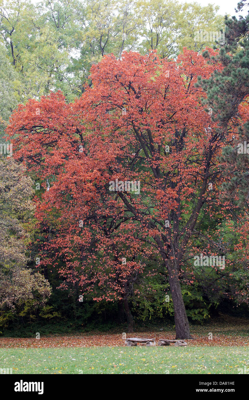 Wood in the beautiful fall colors Stock Photo - Alamy