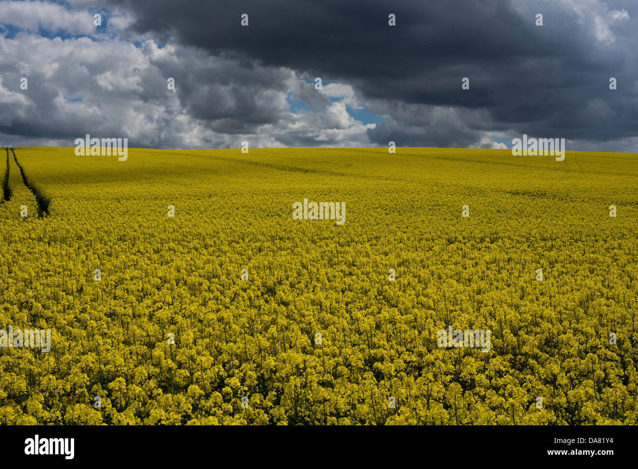 Oil Seed Rape Field Stock Photo - Alamy