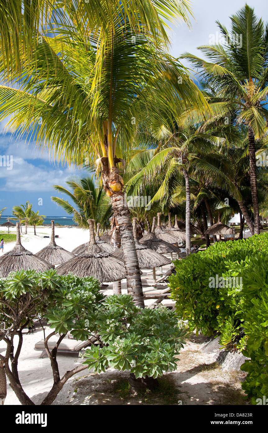 Tropical beach and coconut trees in luxury resort on Mauritius Stock ...