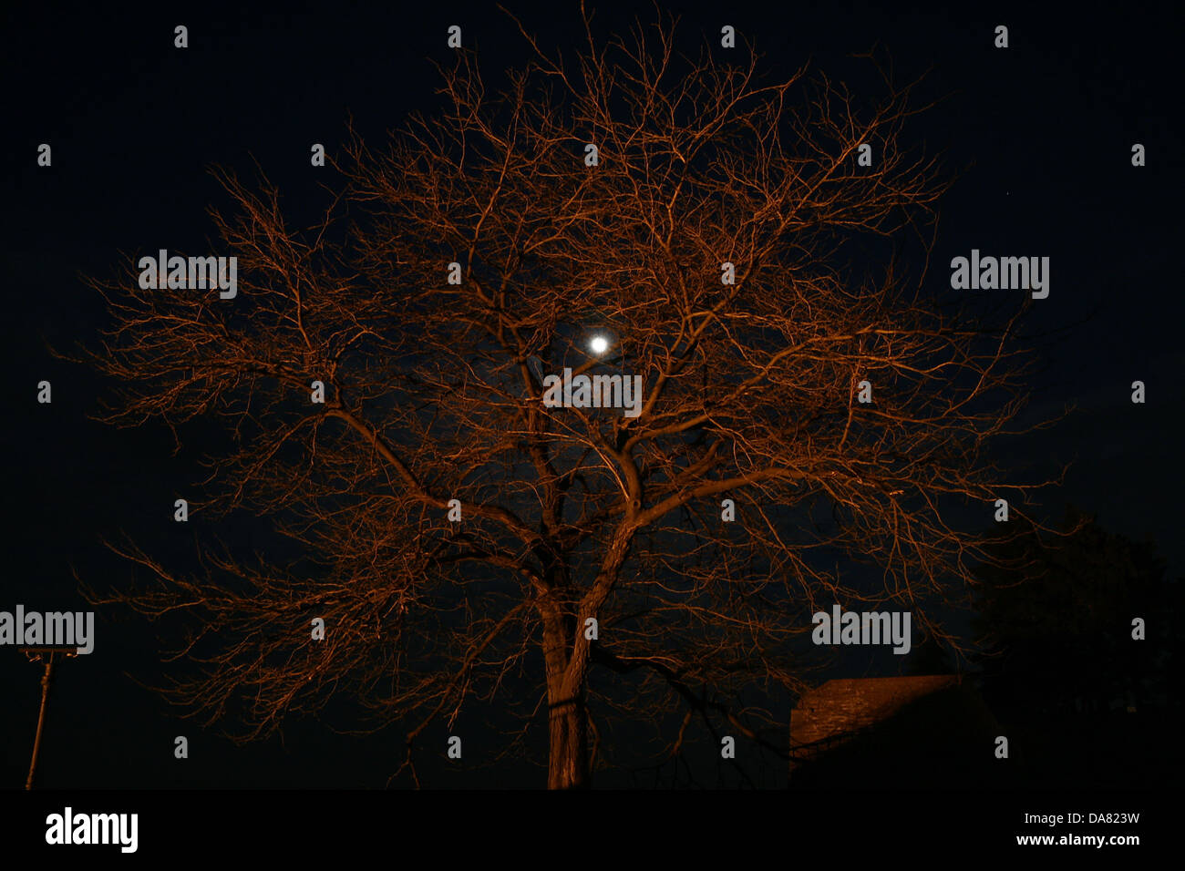 Night background moon tree hi-res stock photography and images - Alamy