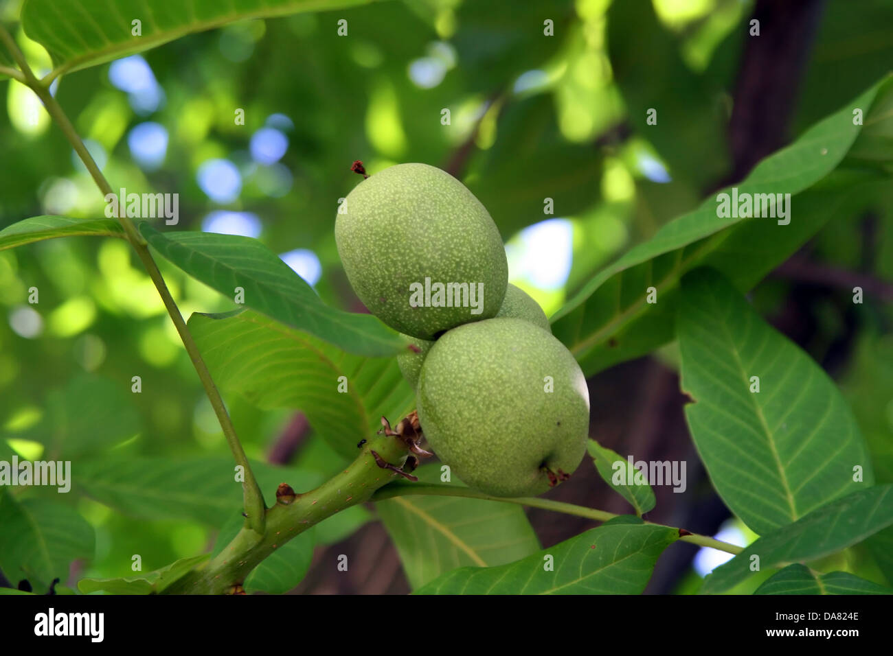 Wet walnut hi-res stock photography and images - Alamy