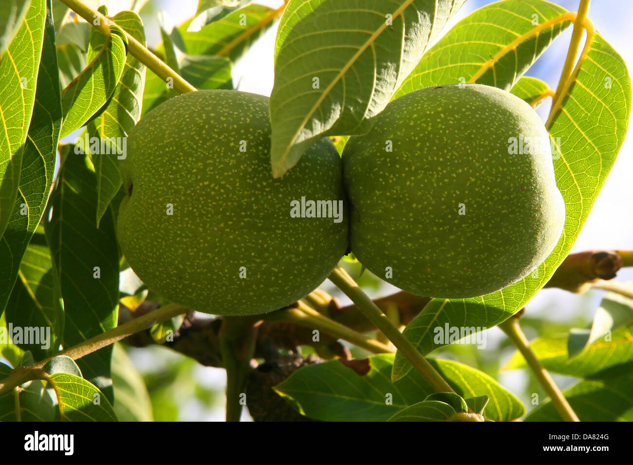 Wet Walnuts High Resolution Stock Photography and Images - Alamy