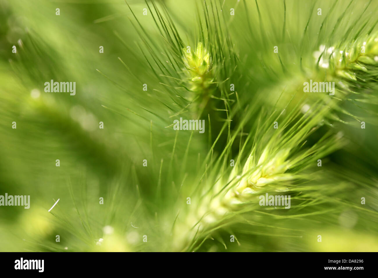 This is a weed, like some nature background Stock Photo - Alamy