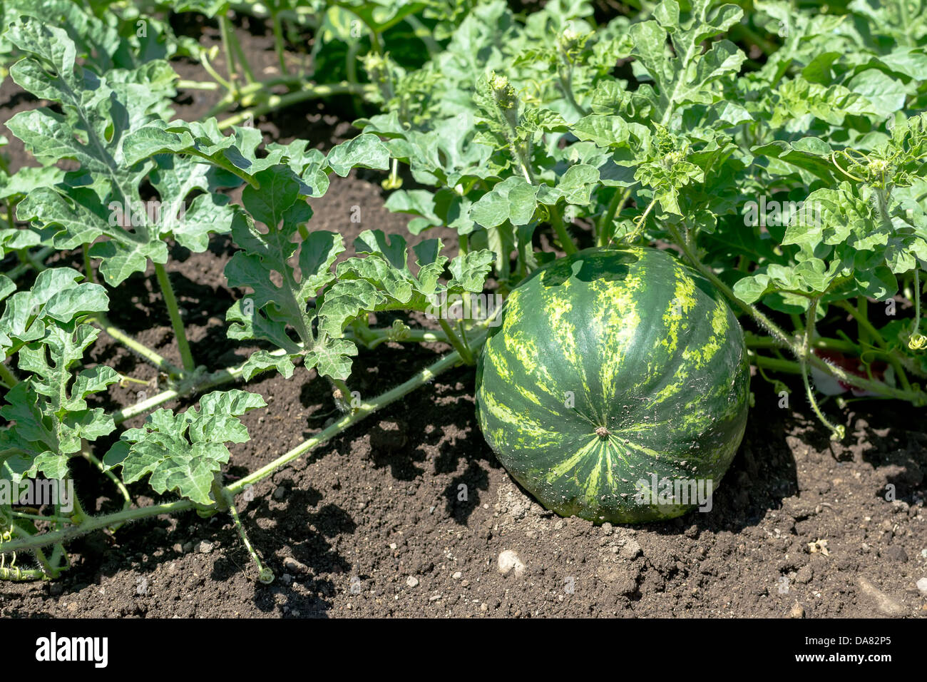 Watermelon on the green melon field in the summer Stock Photo - Alamy