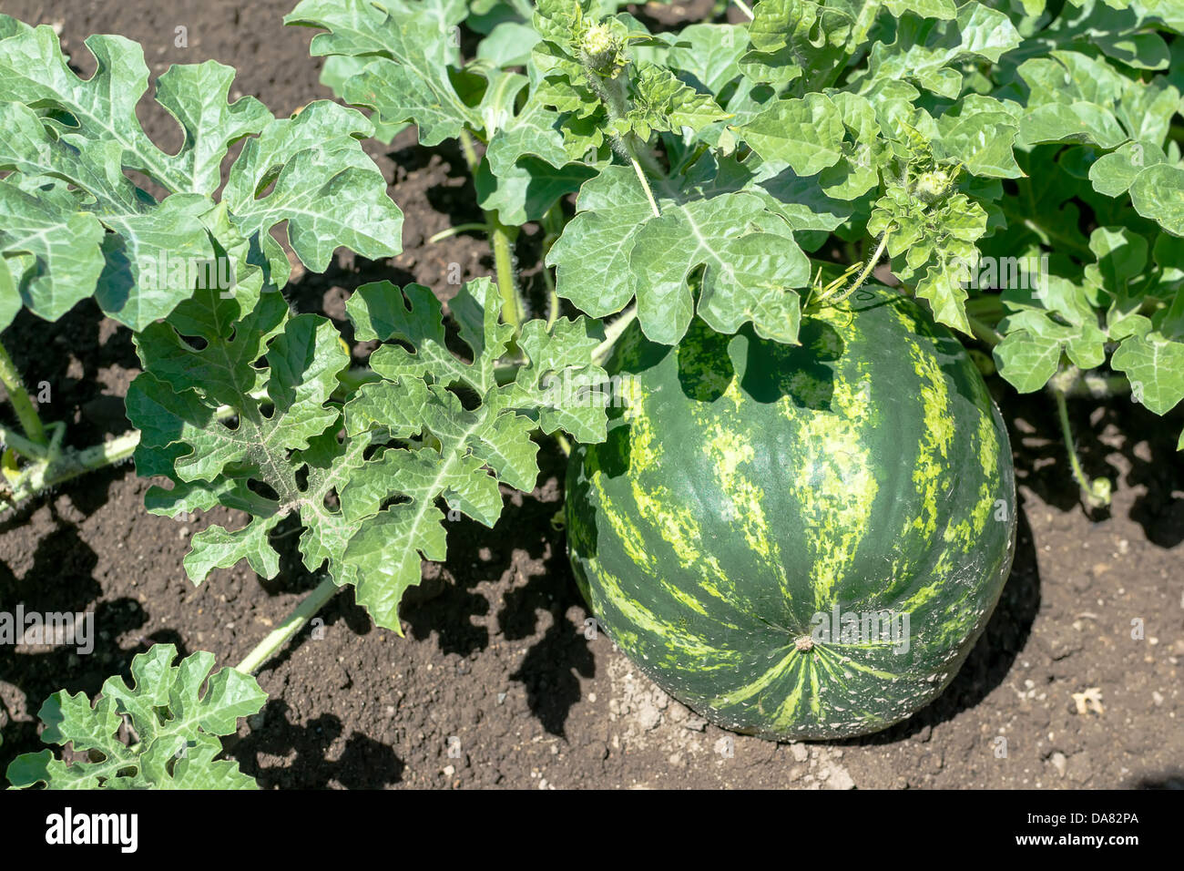 Melon field hi-res stock photography and images - Alamy