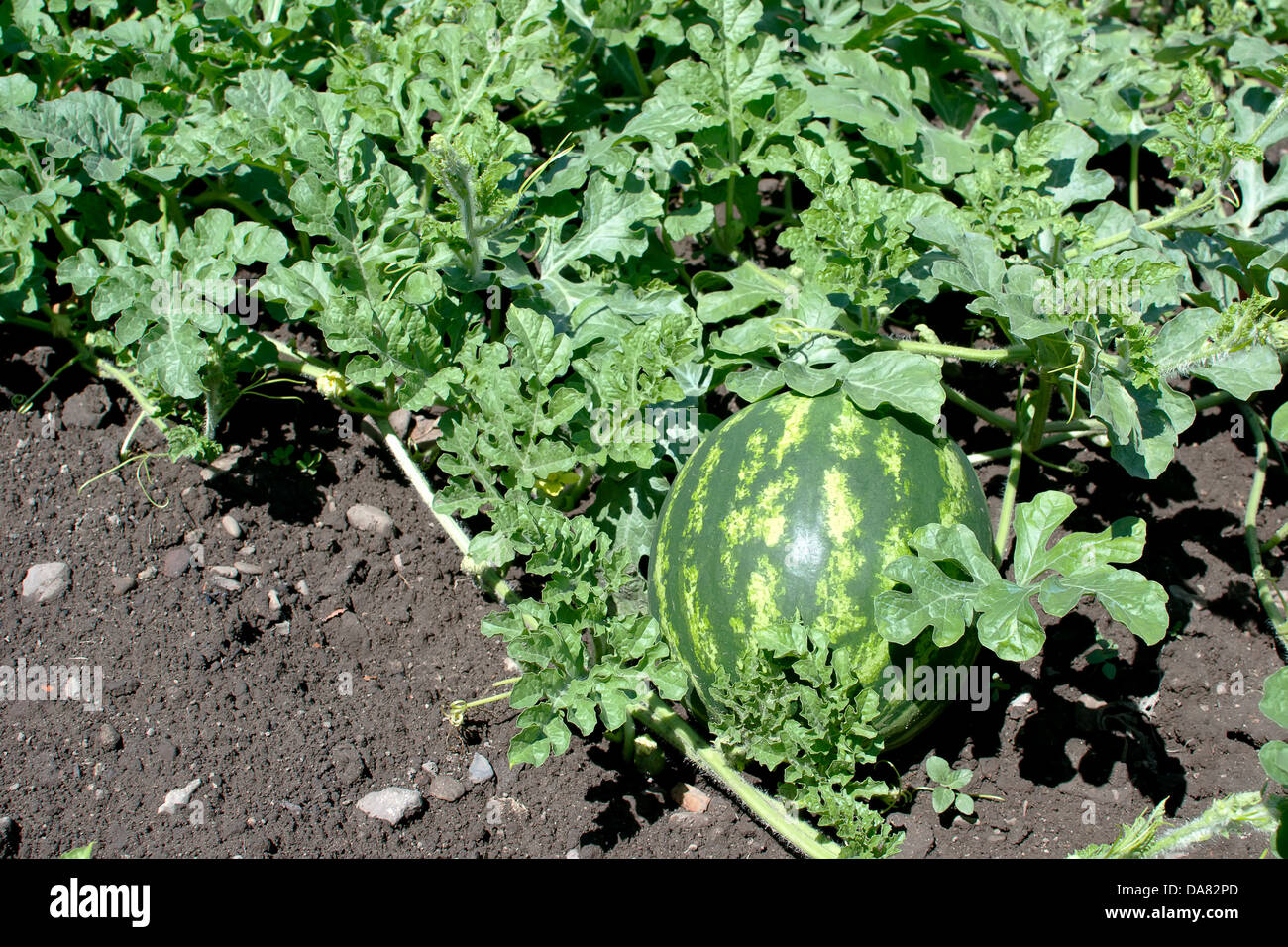 Watermelon Field High Resolution Stock Photography and Images - Alamy