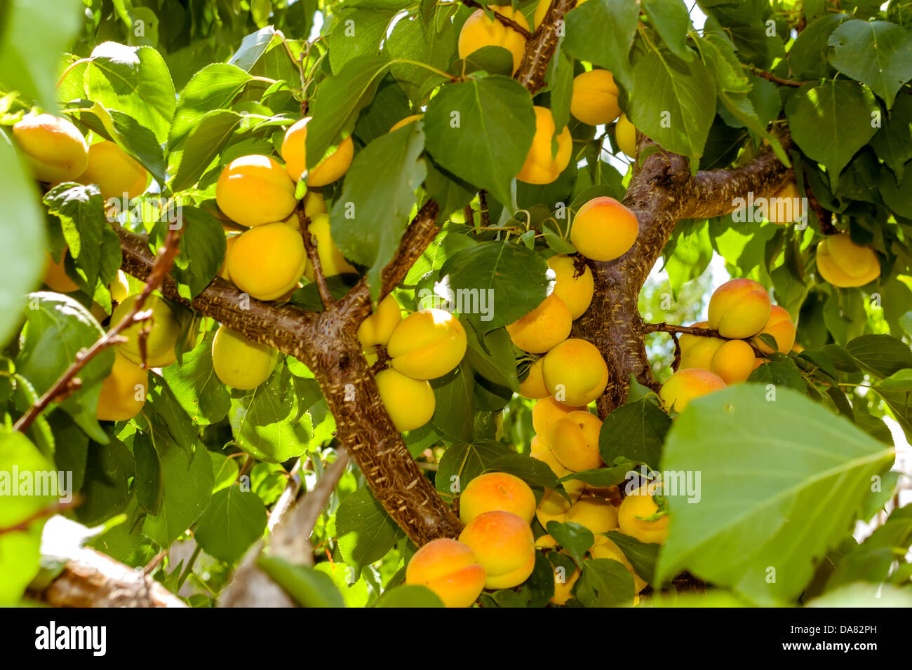 Branch of tree with apricot fruit Stock Photo - Alamy