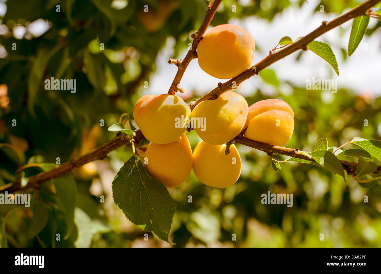 Branch of tree with apricot fruit Stock Photo - Alamy