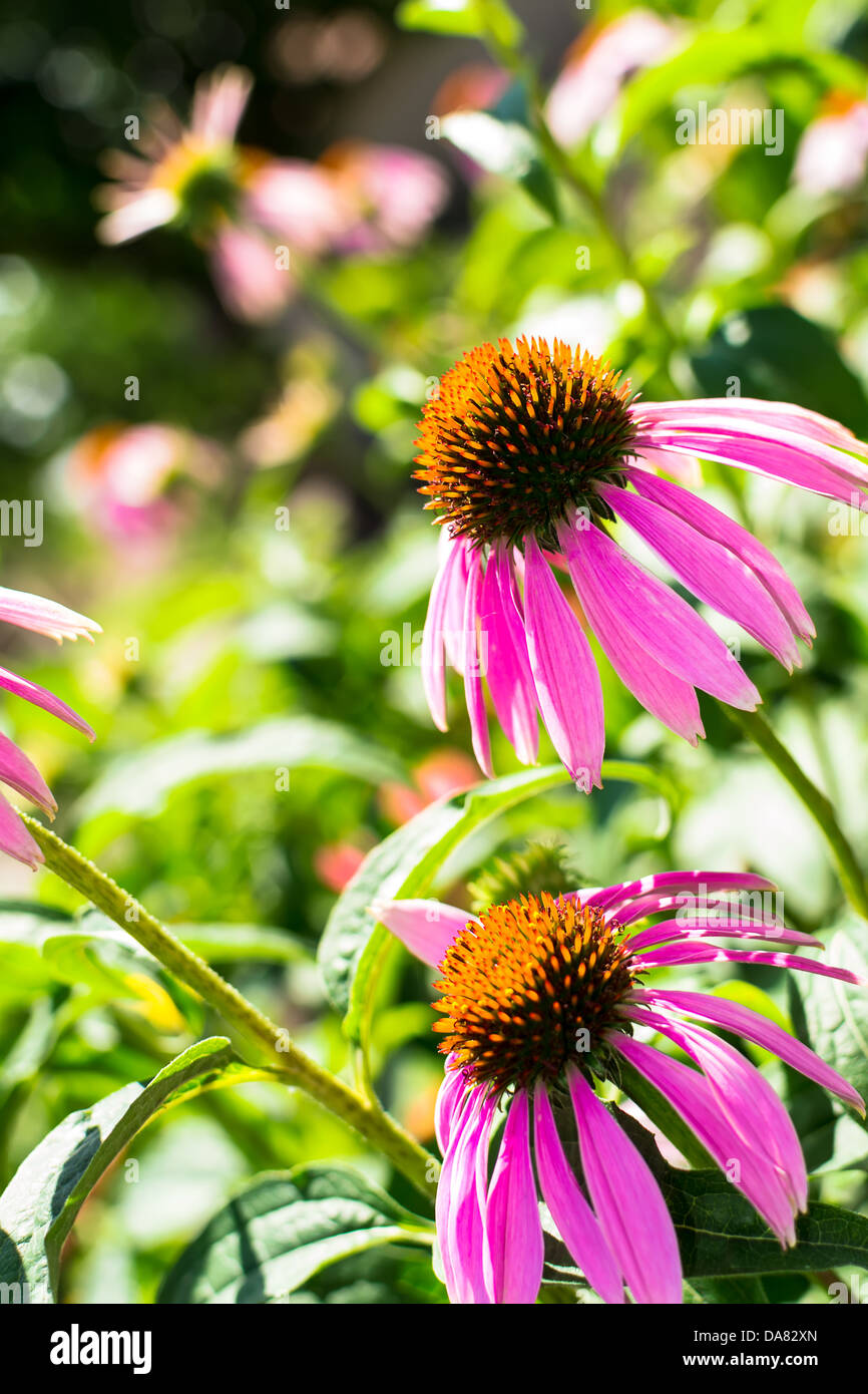 Close up of coneflower flowers or echinacea in the garden hi-res stock ...
