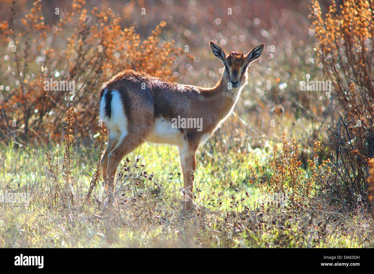 Mountain gazelle, Gazella gazella gazella Stock Photo - Alamy
