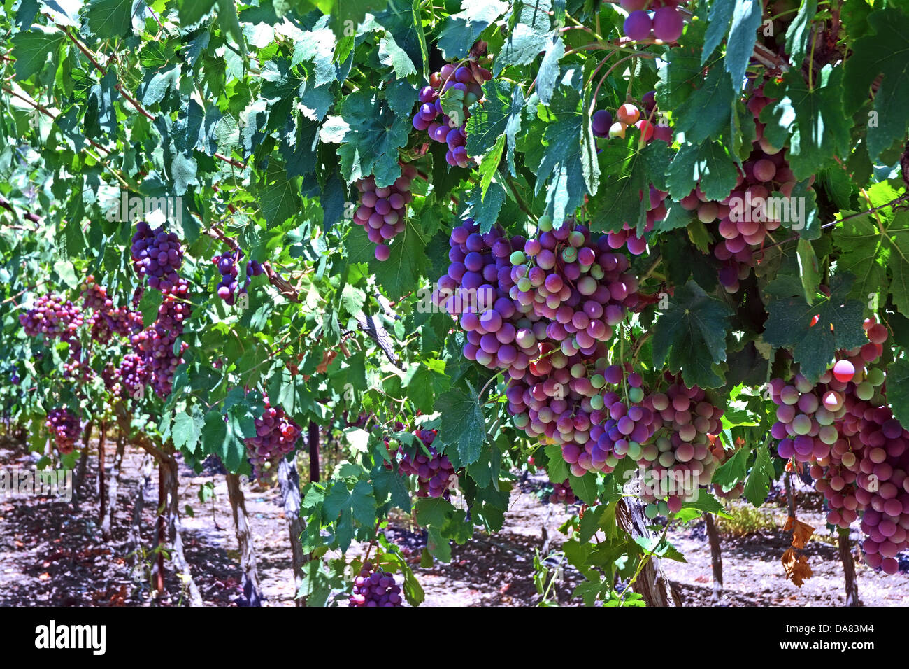 Red Grapes in vineyard Stock Photo - Alamy