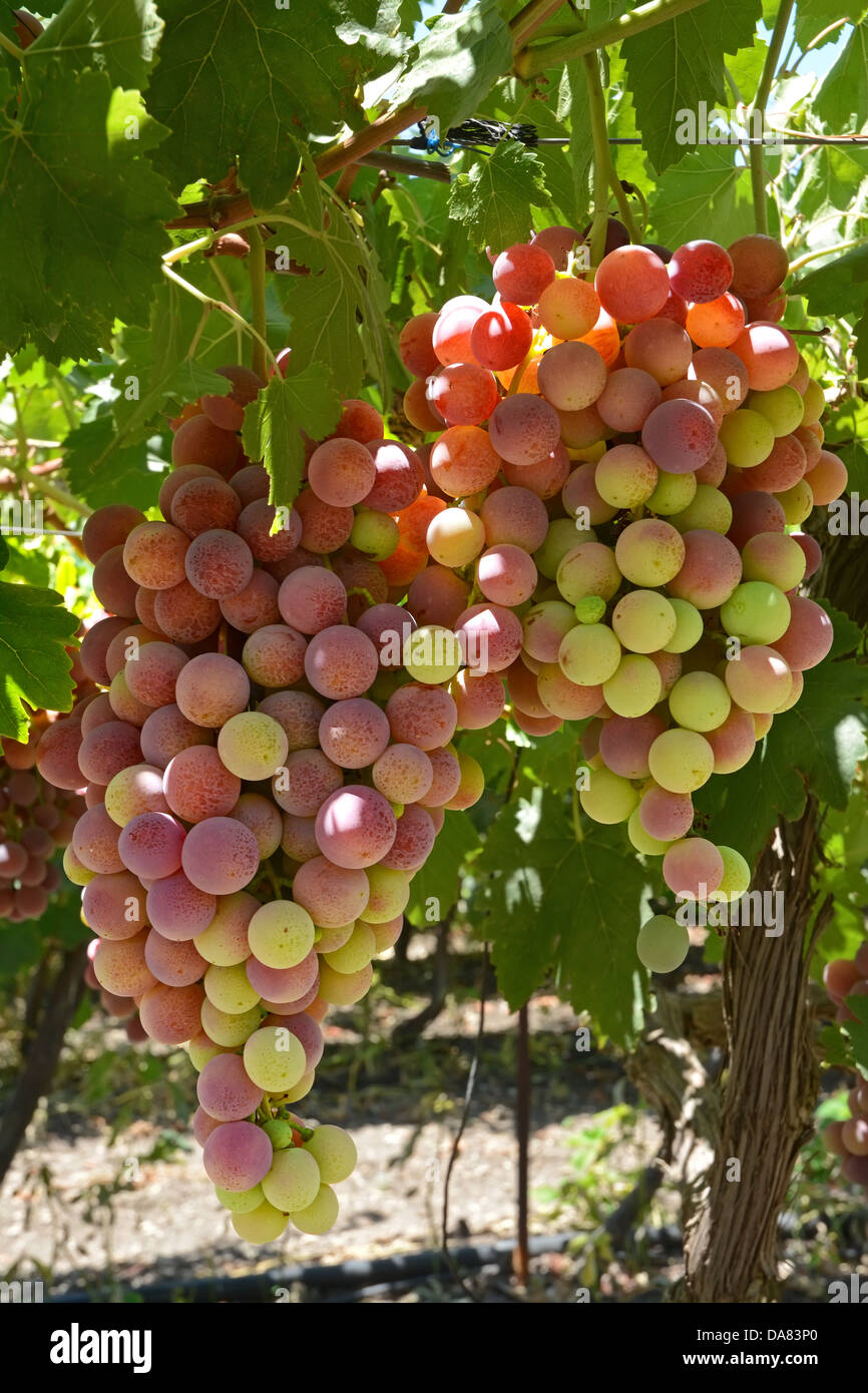Red Grapes in vineyard Stock Photo - Alamy