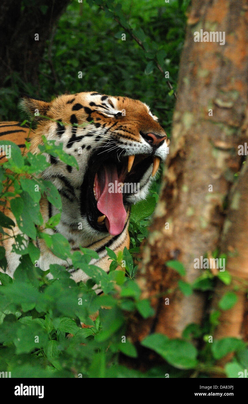 Tiger yawning hi-res stock photography and images - Alamy