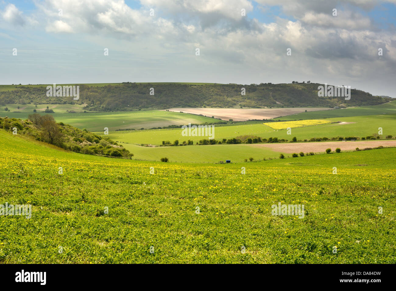The ancient Iron Age hill fort of Cissbury Ring sits in the distance of ...