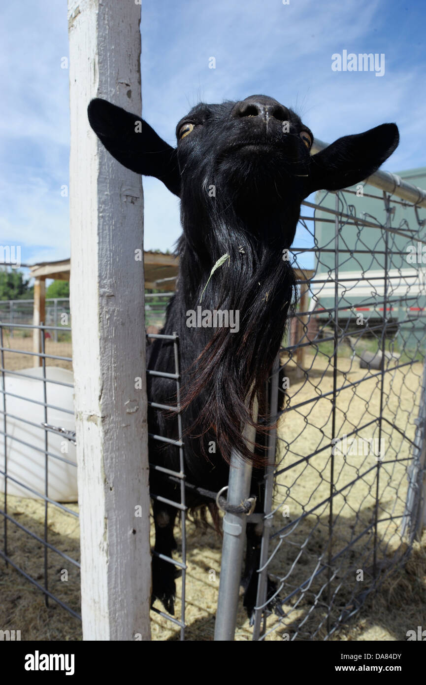 Back At The Barnyard Goat at Elijah Gannon blog