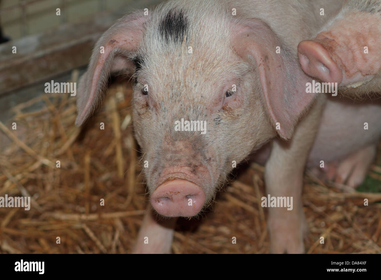 Gloucester Old spot piglet Stock Photo - Alamy