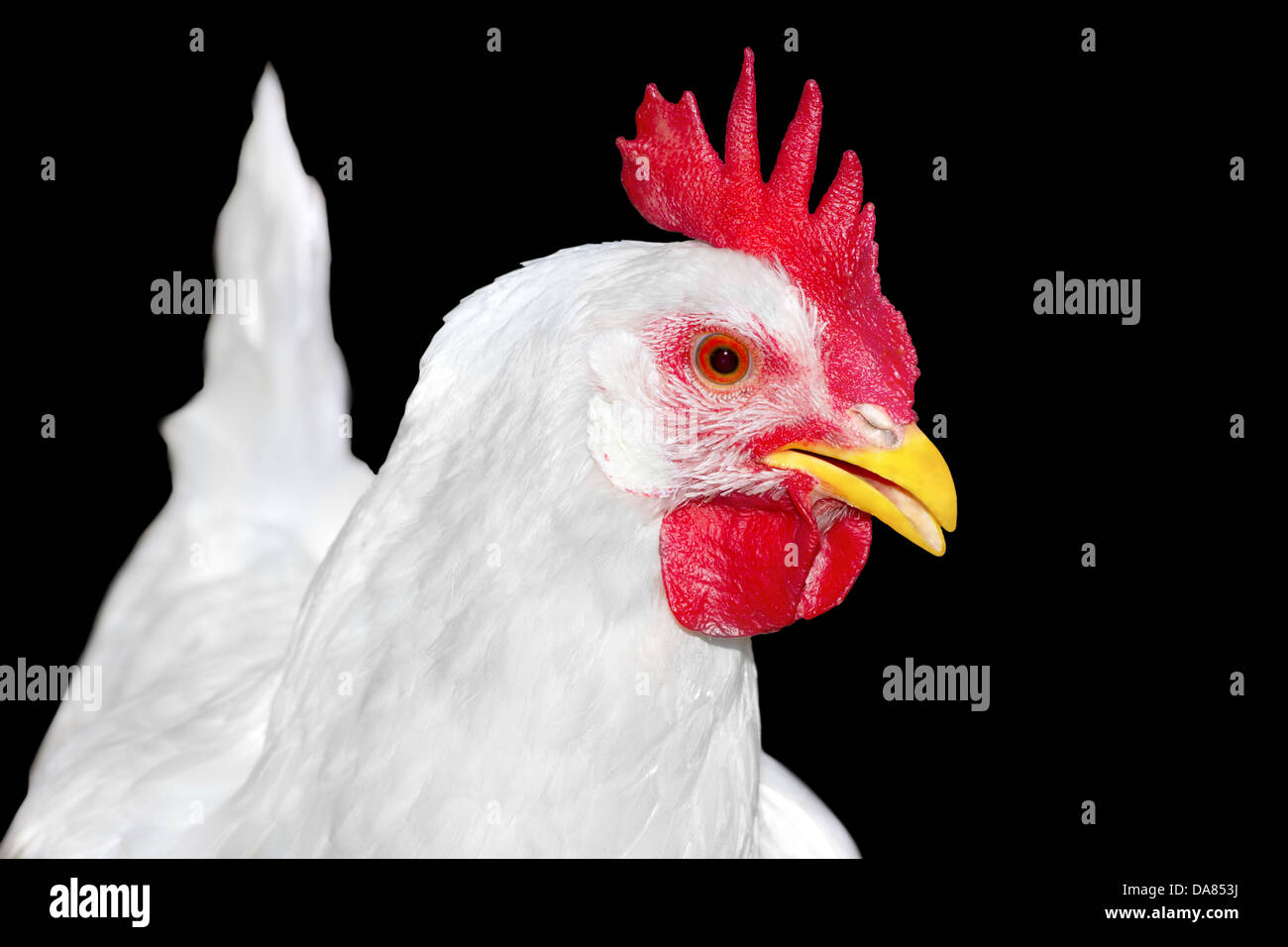 image of a white chicken poultry Stock Photo - Alamy