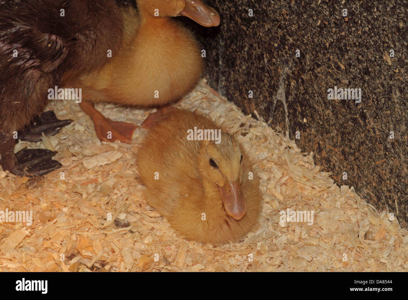 Duckling hatch hi-res stock photography and images - Alamy
